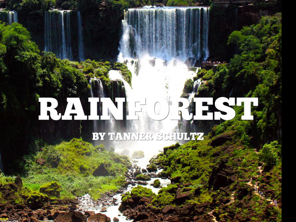 Tanner Schultz Rainforest by Matt Danahy