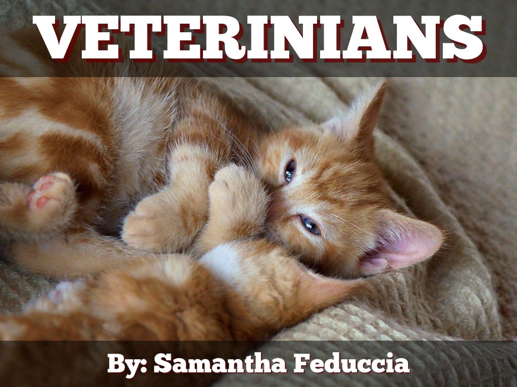 veterinians by Samantha Feduccia