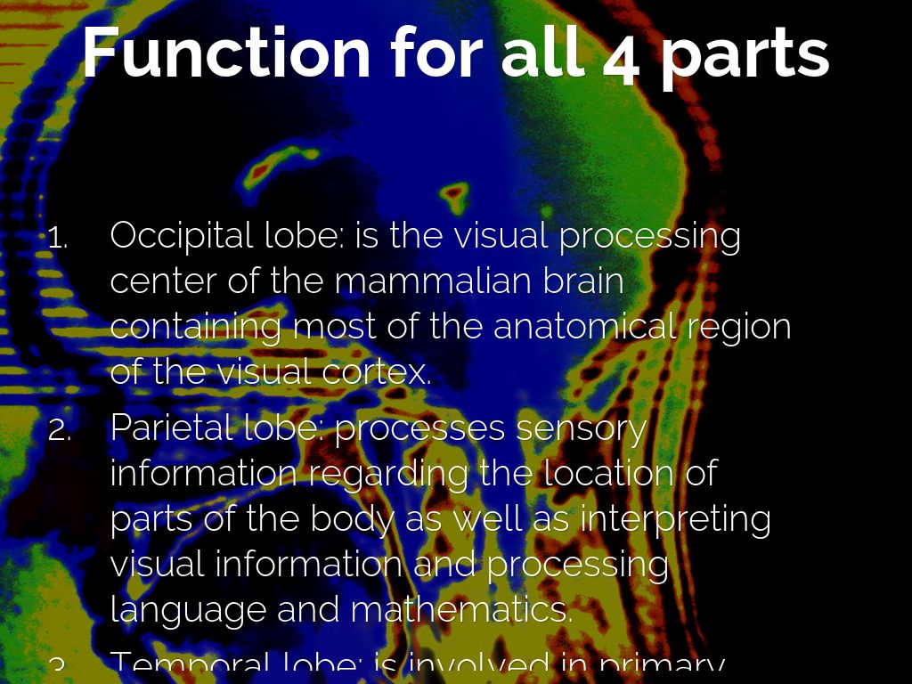 How does each of the 4 major divisions of the cerebral