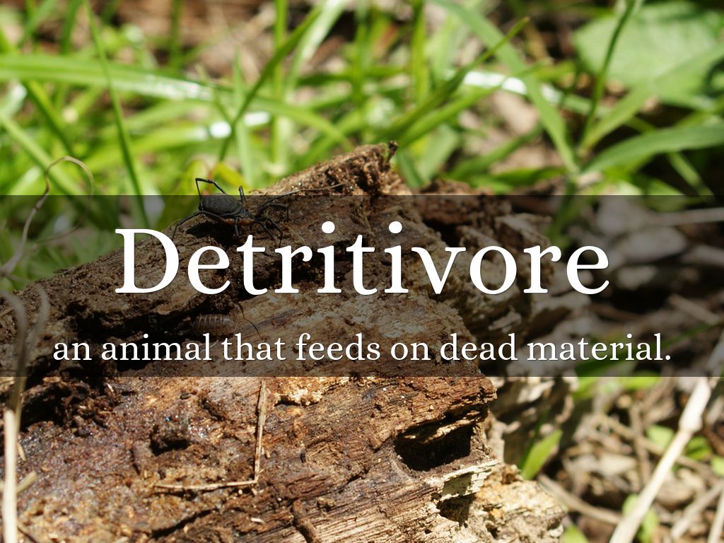 Vocabulary by 1315026371