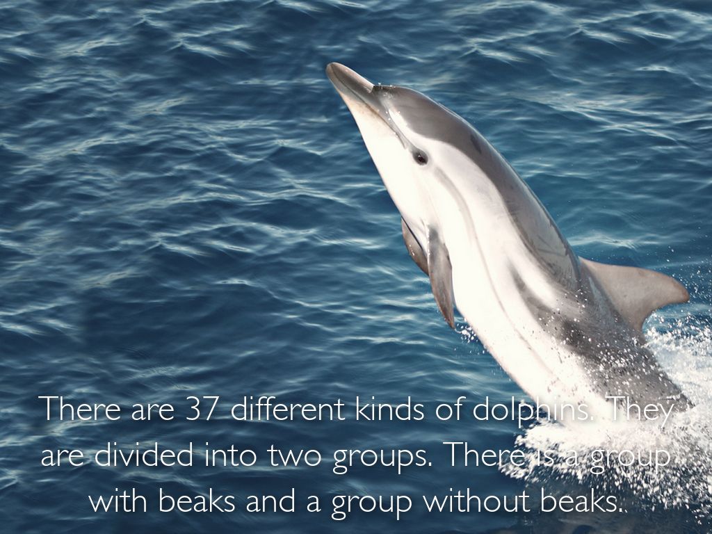 Dolphin by Jamie Branch