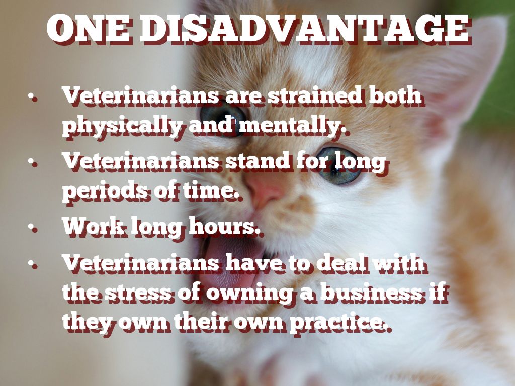 veterinians by Samantha Feduccia