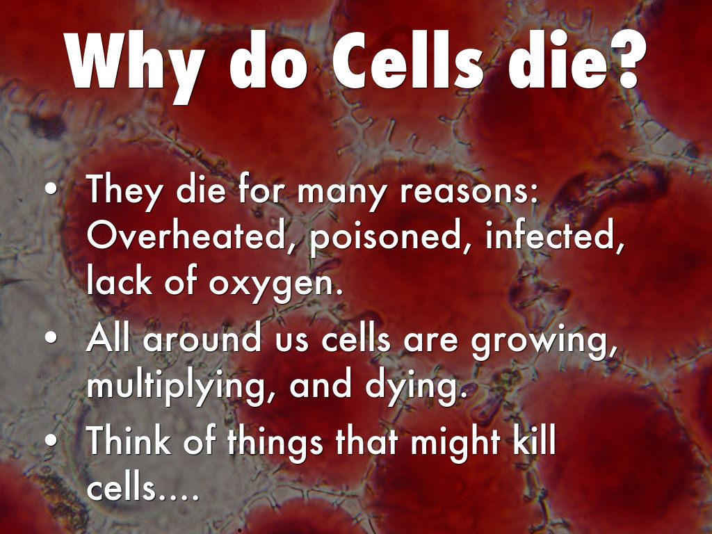 Living and Non-living Cells by Sarah Barela