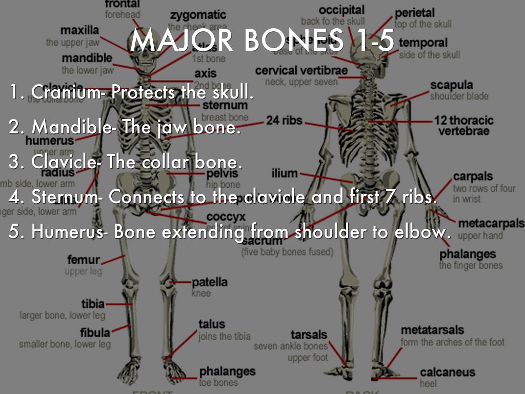 Skeletal System by ge3009