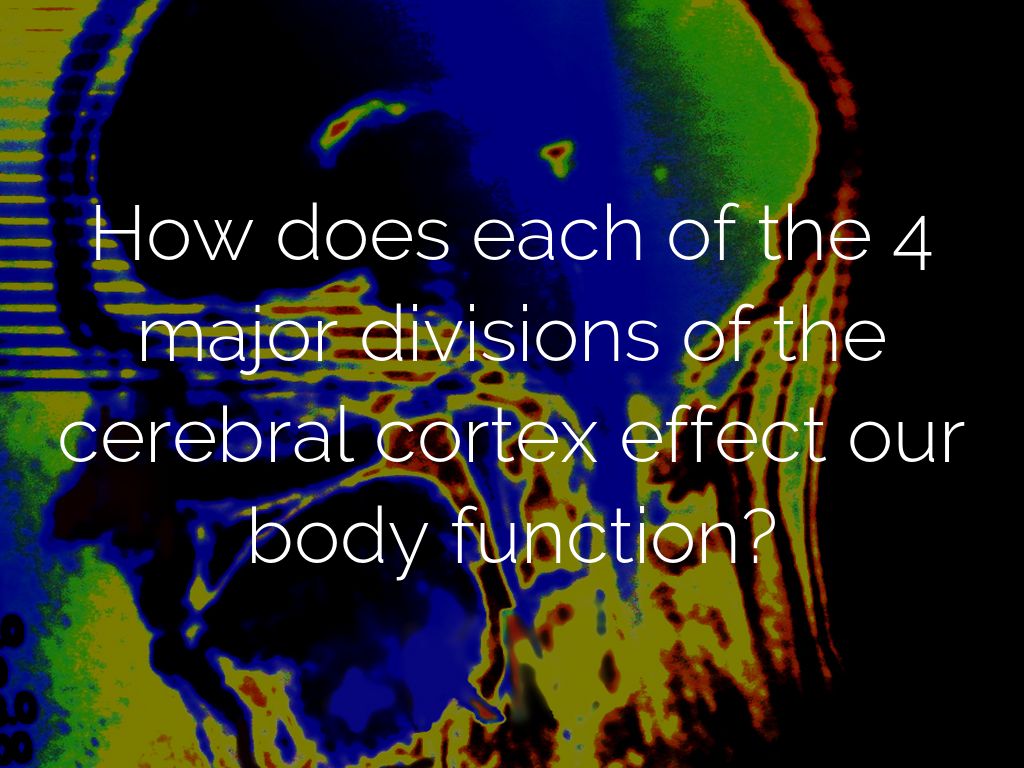 How does each of the 4 major divisions of the cerebral