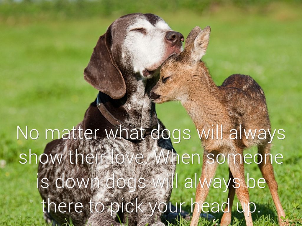 Dogs With Compassion by mruiz