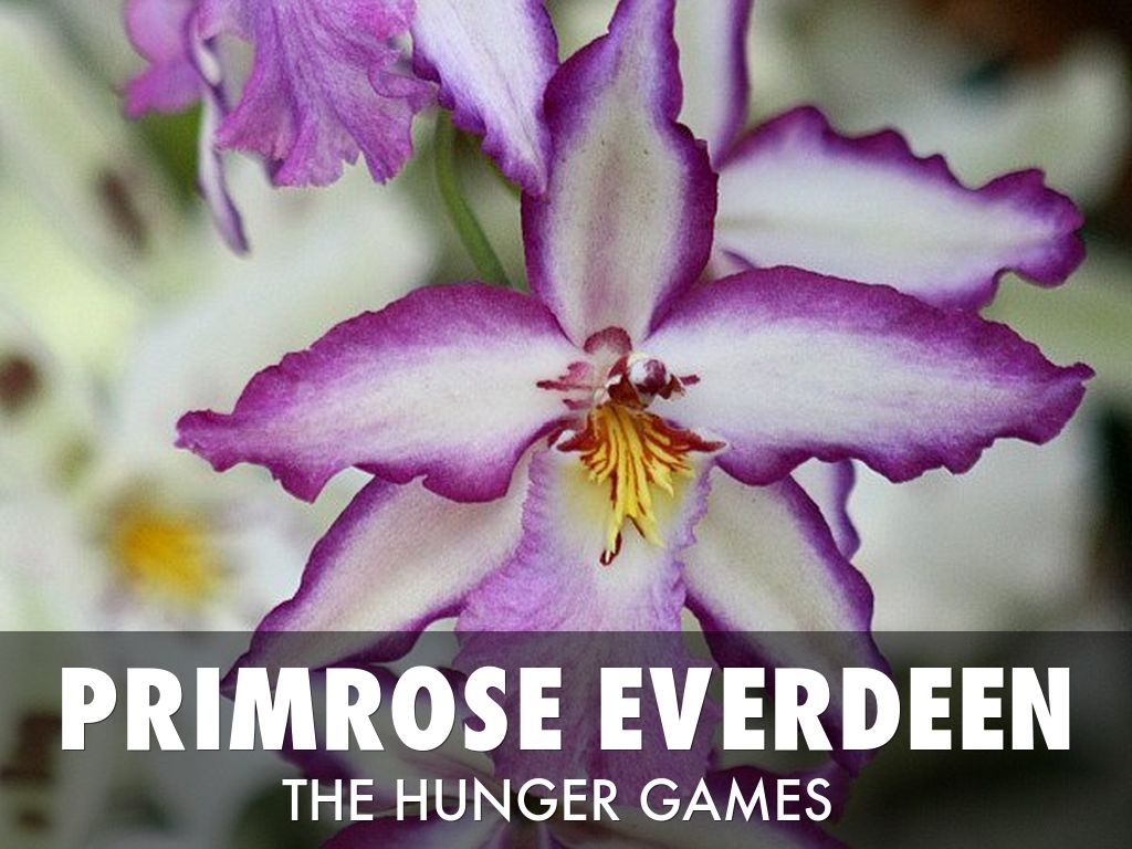 primrose everdeen by nancycampos977