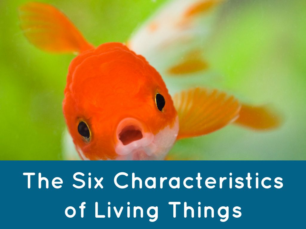 The Six Characteristics of Living Things by Kevin