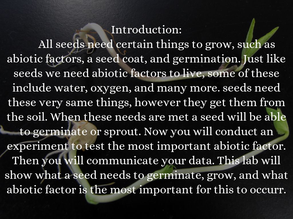 The Needs Of Seeds by mercedesaltman