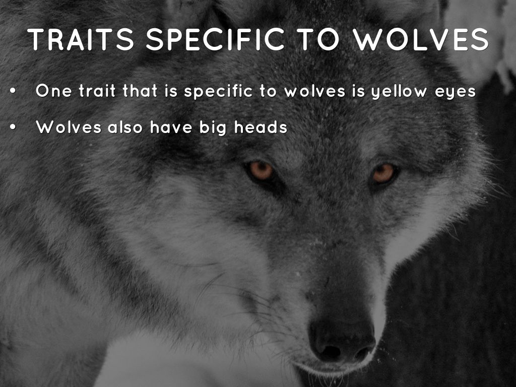 Wolves vs. Dogs by Connor Bramel