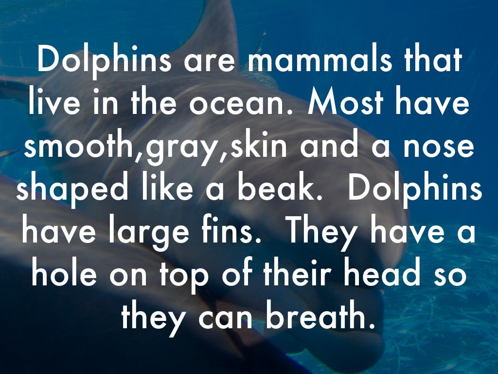 Dolphins by k049790