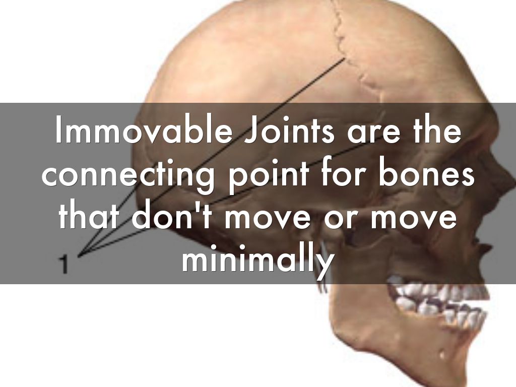 Skeletal System by ge3009