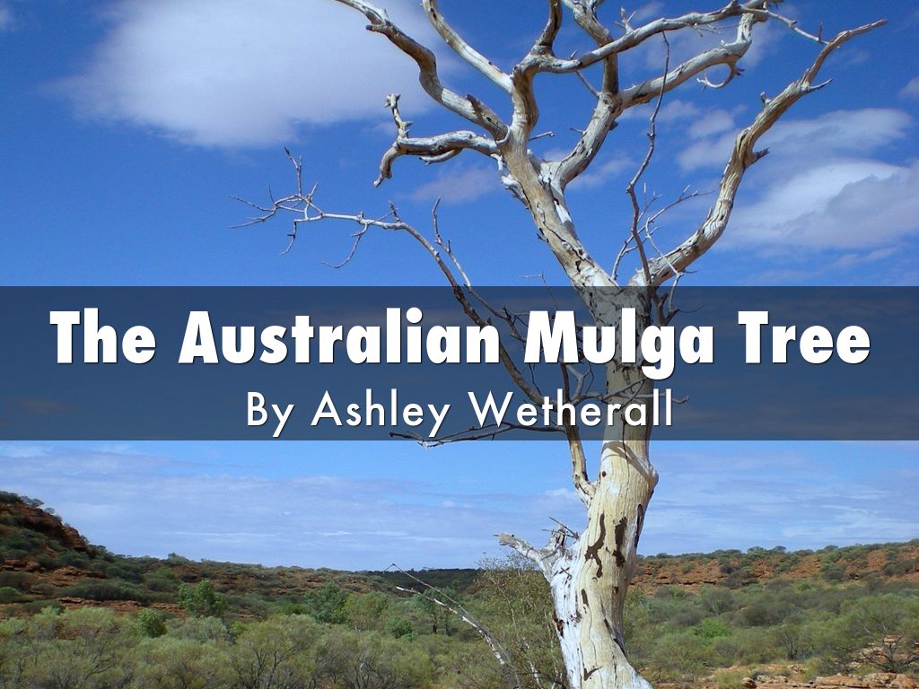 The Australian Mulga Tree by ionaict+4b