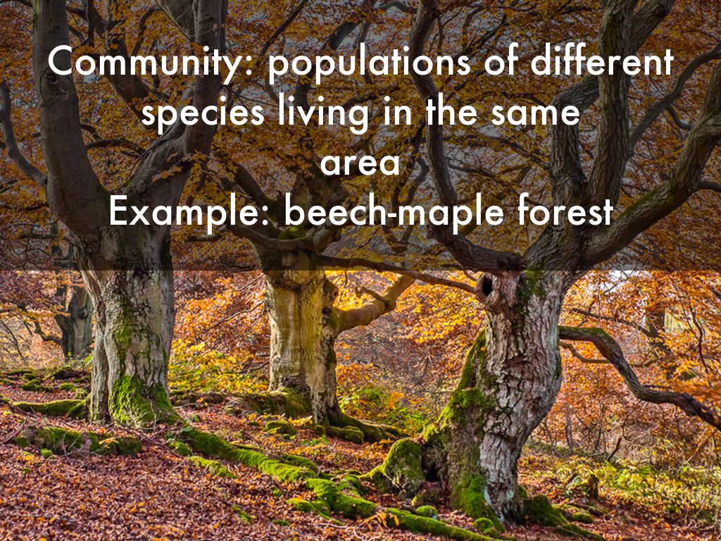 Community: populations of different species living in