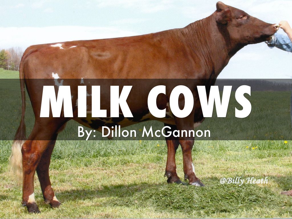 Milk cows by dillon_mcgannon