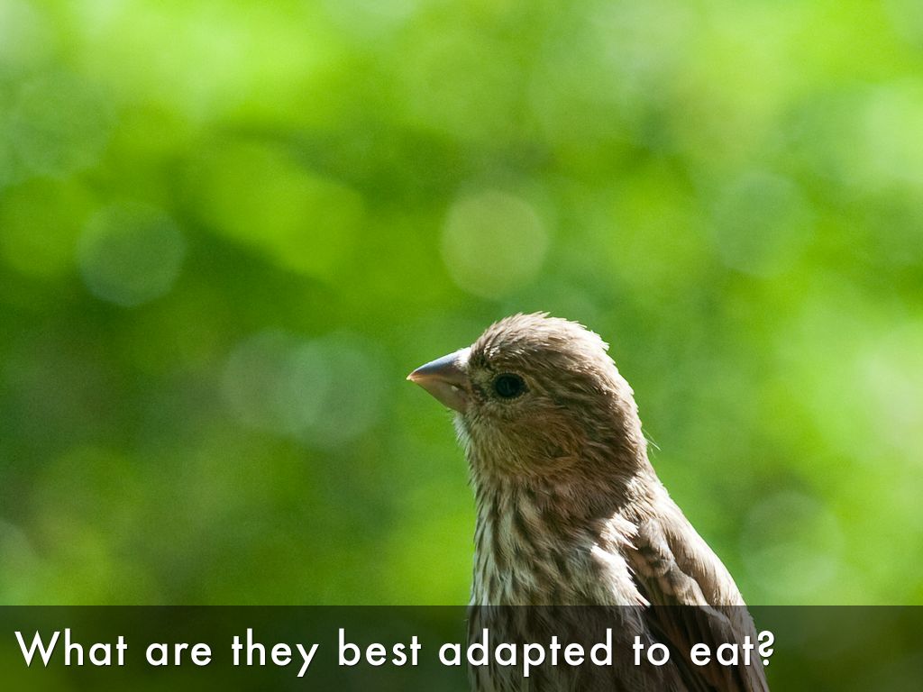 adaptations by Candace Phillips