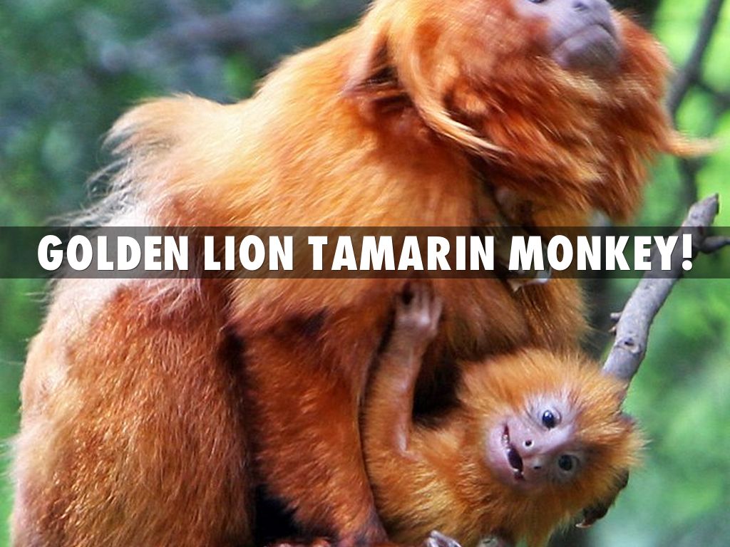 Golden lion tamarin monkey! by Natasha Mallone