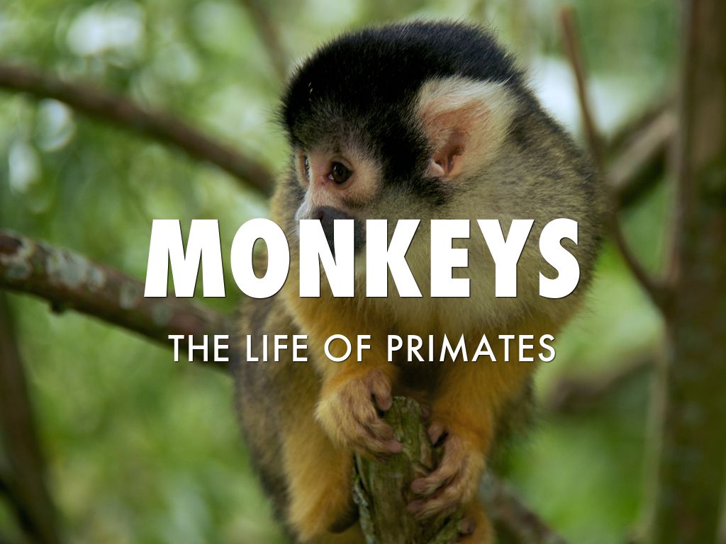 Monkeys: The Life Of Primates by Cayden Kubesh