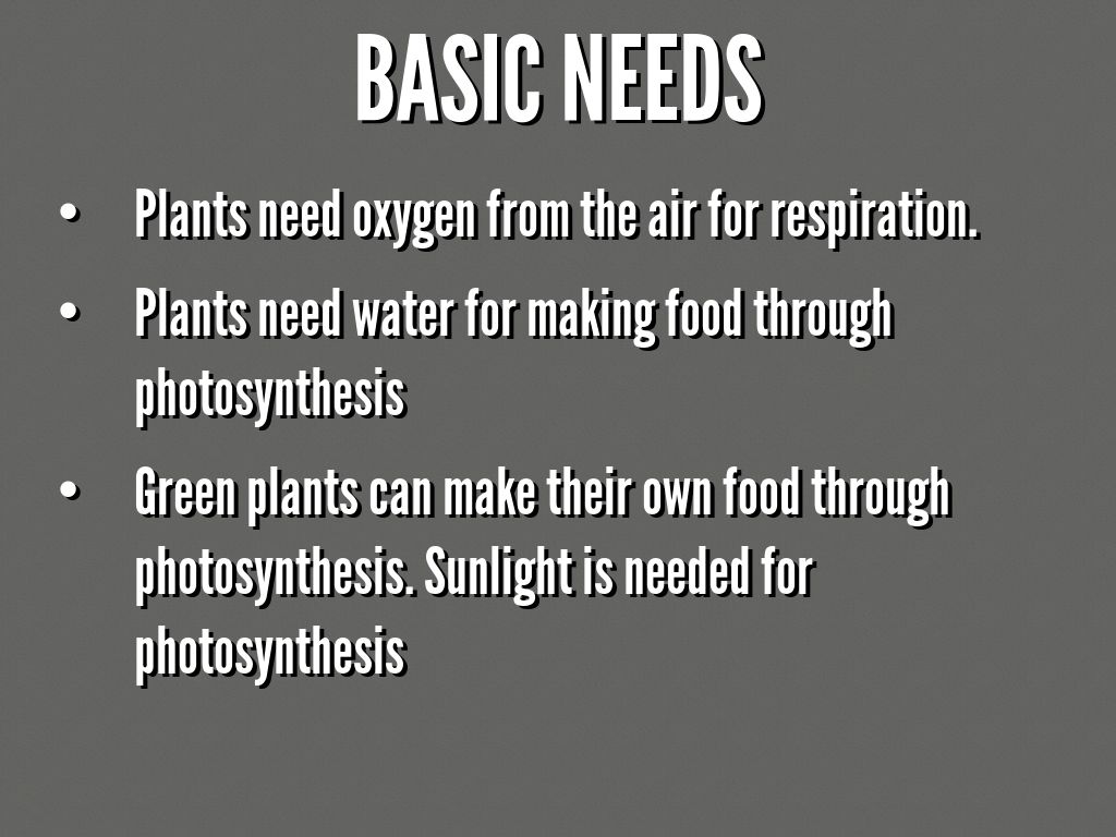 Plants by Danny Wilke