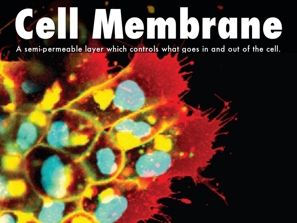 Plant Cell Vocabulary by Angie Stallbaumer