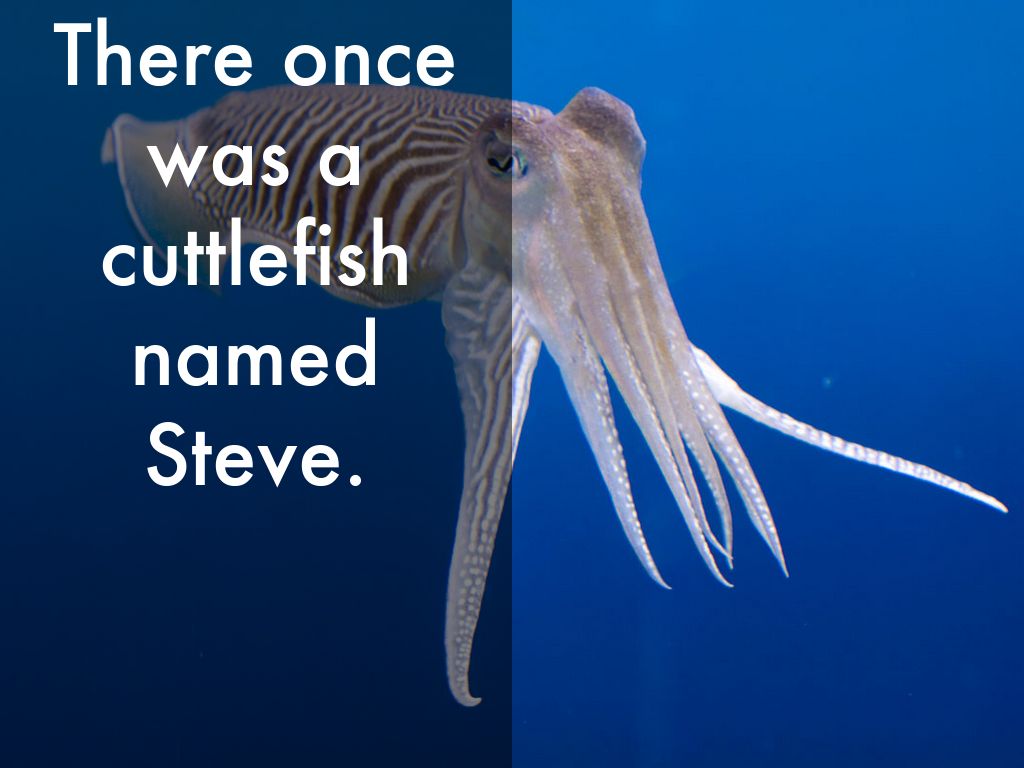 Steve the Cuttlefish By: Garret and Ryan by garret.