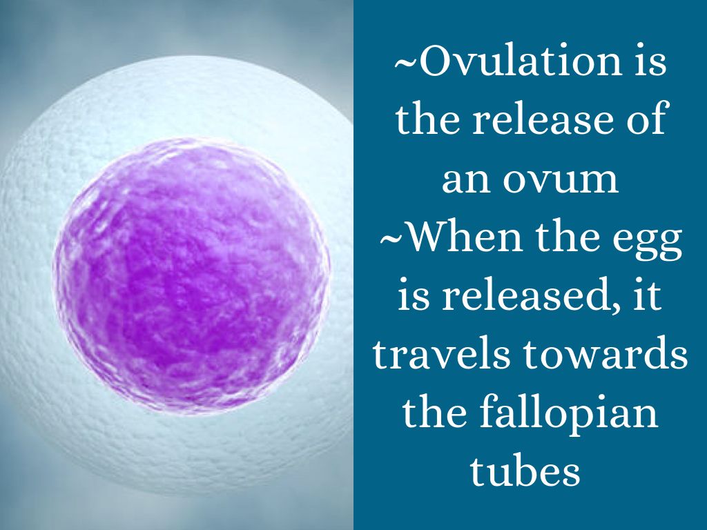 Conception by Abby Allen