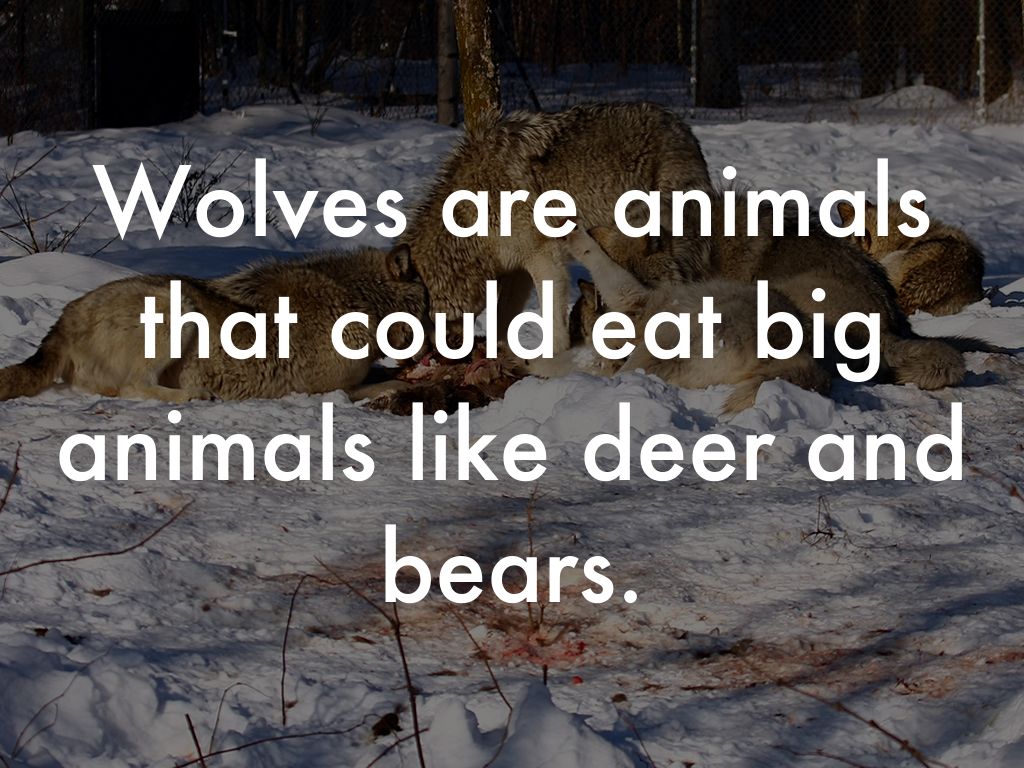 Wolves by a.yanez