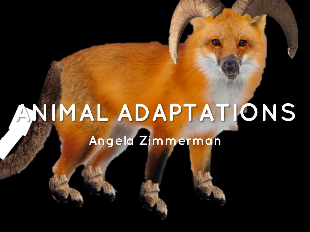 Angela's Alpine Adaptation Project by ANGELA ZIMMERMAN