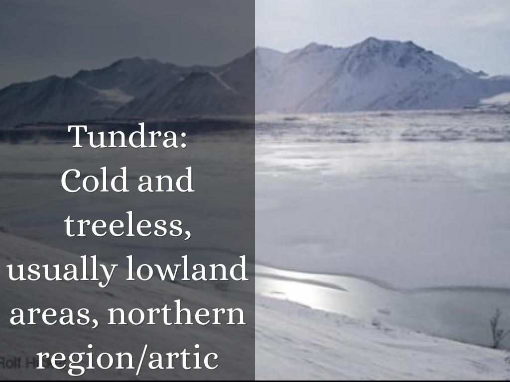 Ecosystem Vocabulary by Mallory McCubbin