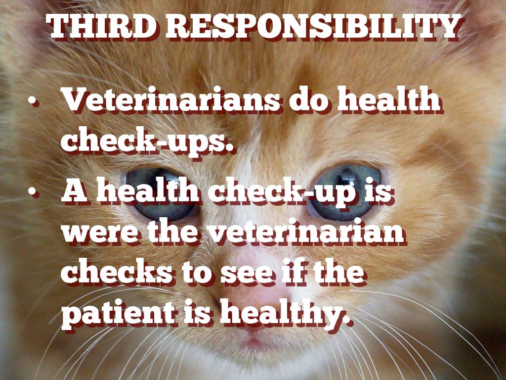 veterinians by Samantha Feduccia