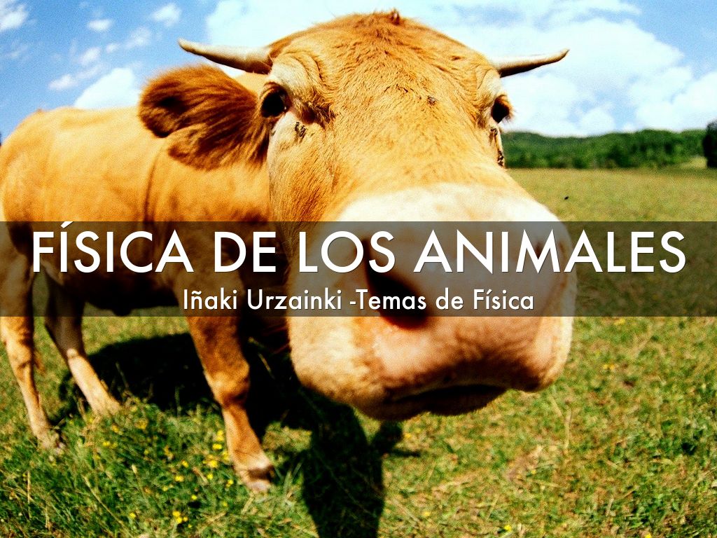 física de los animales by Txart Urzainki Aramburu