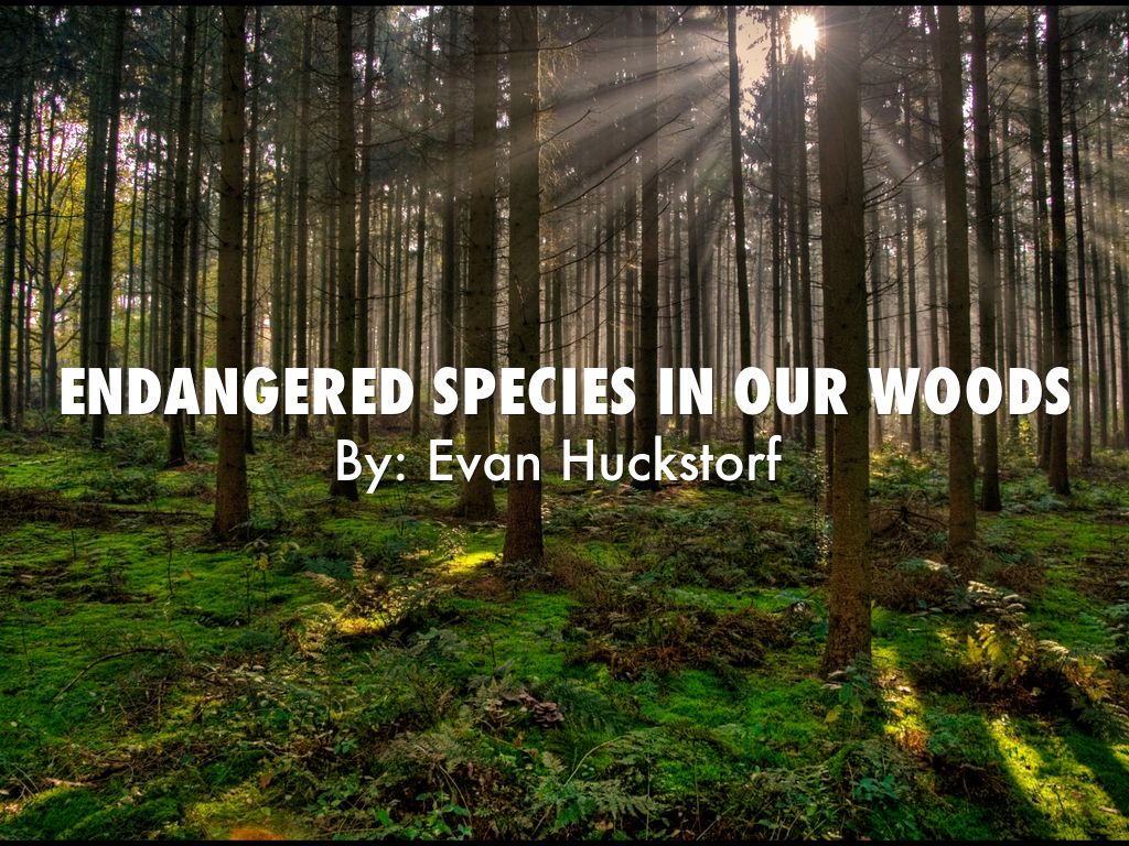 Endangered species in our woods by 21huckstorfev