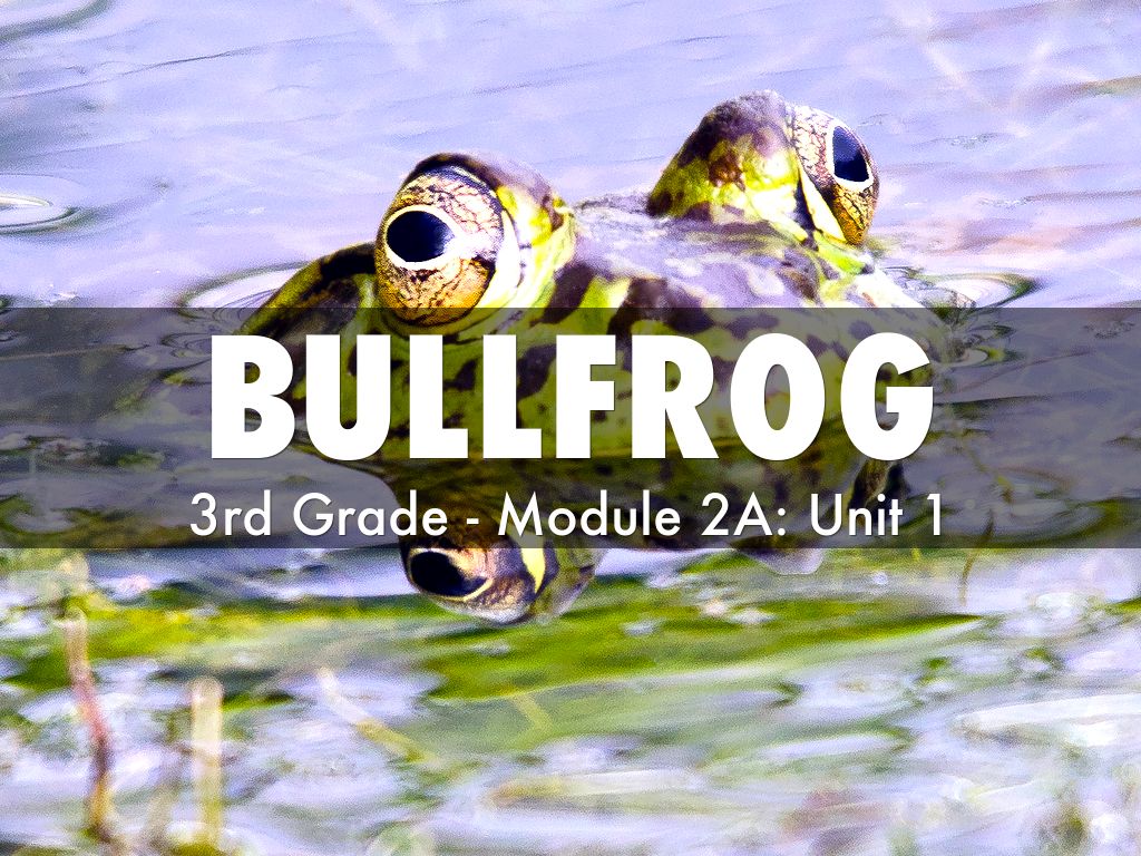 Bullfrog by jamurphy