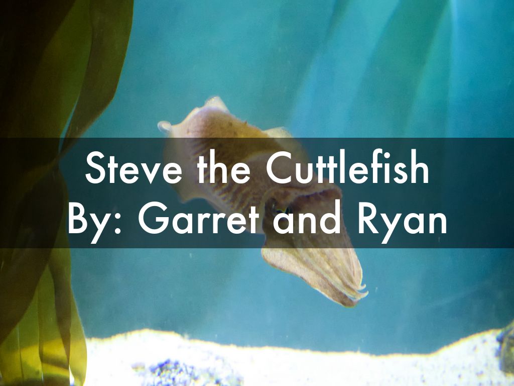 Steve the Cuttlefish By: Garret and Ryan by garret.