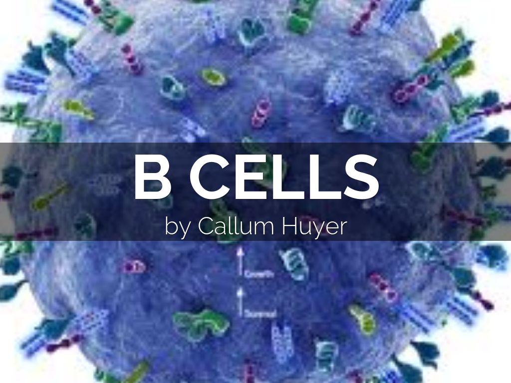 B cells by yuchung33