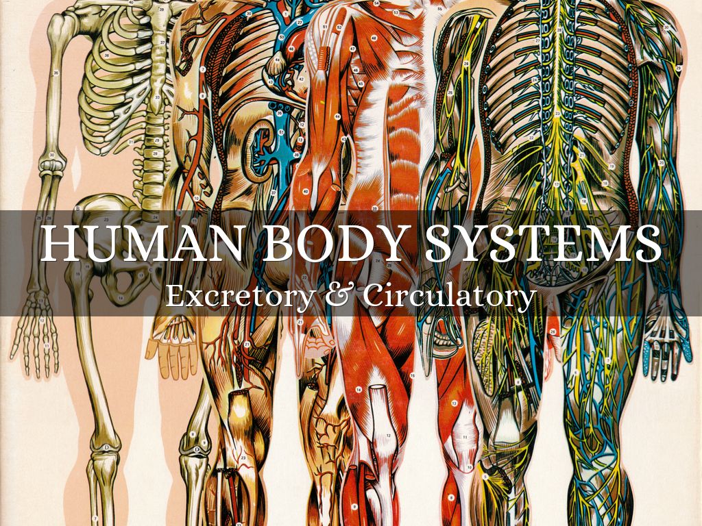 Copy of Human Body systems by Savannah Gonzalez