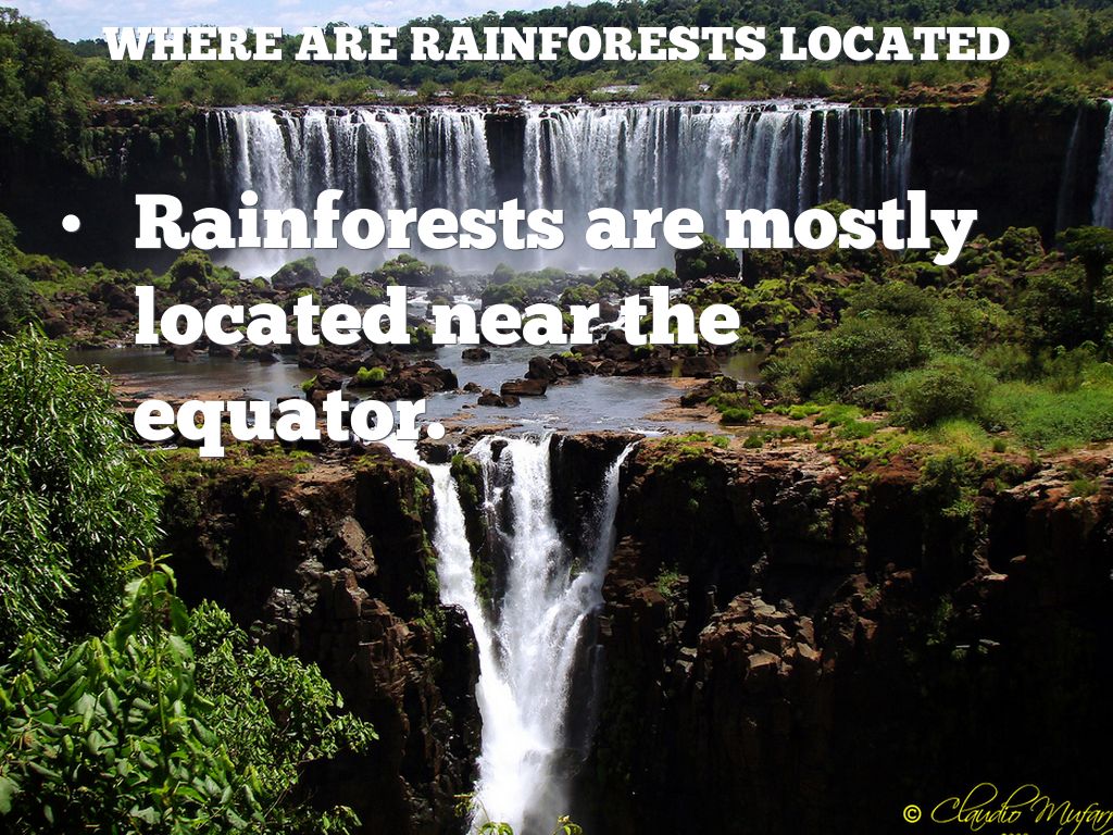 Tanner Schultz Rainforest by Matt Danahy
