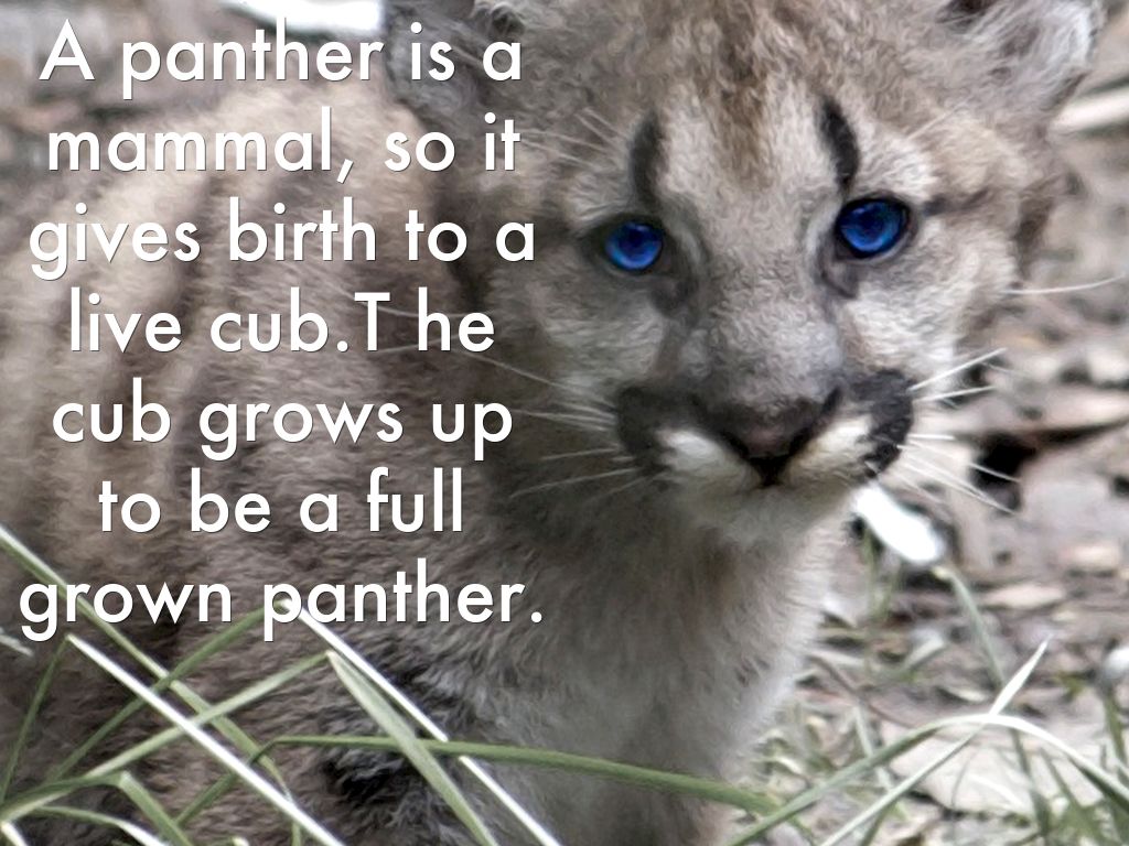 AWESOME PANTHERS by Charly Stagg