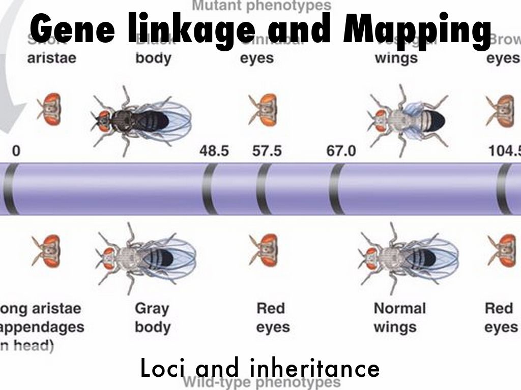 Copy of Unit 7 by Maria Neumann