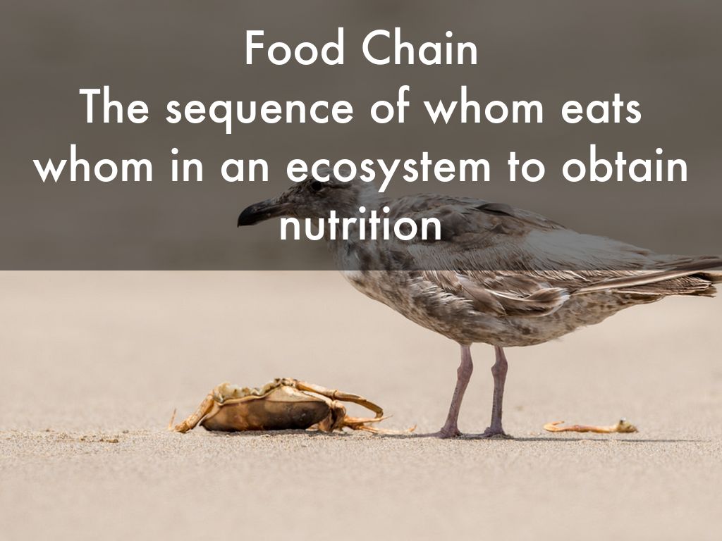 Copy of Food Chains/Webs by Sami W