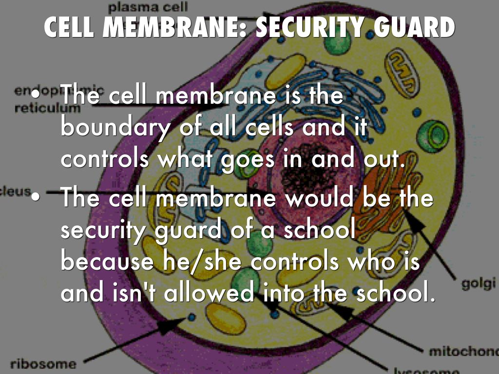 Singleton Flores 4 by Roan Singleton