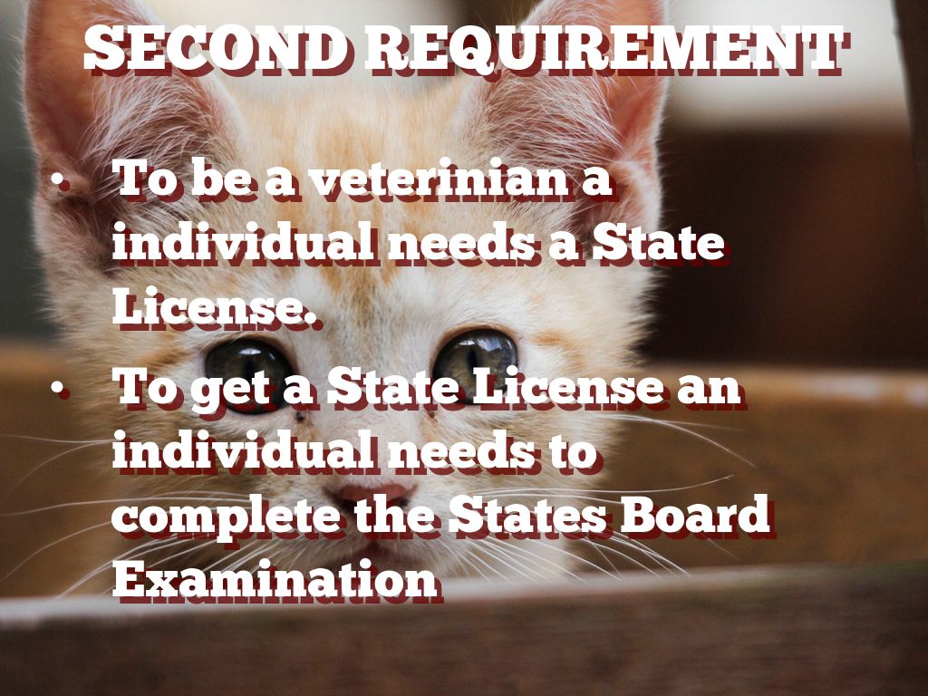 veterinians by Samantha Feduccia