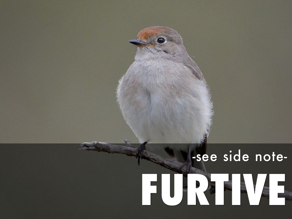 ENGLISH VOCABULARY by 1315042136