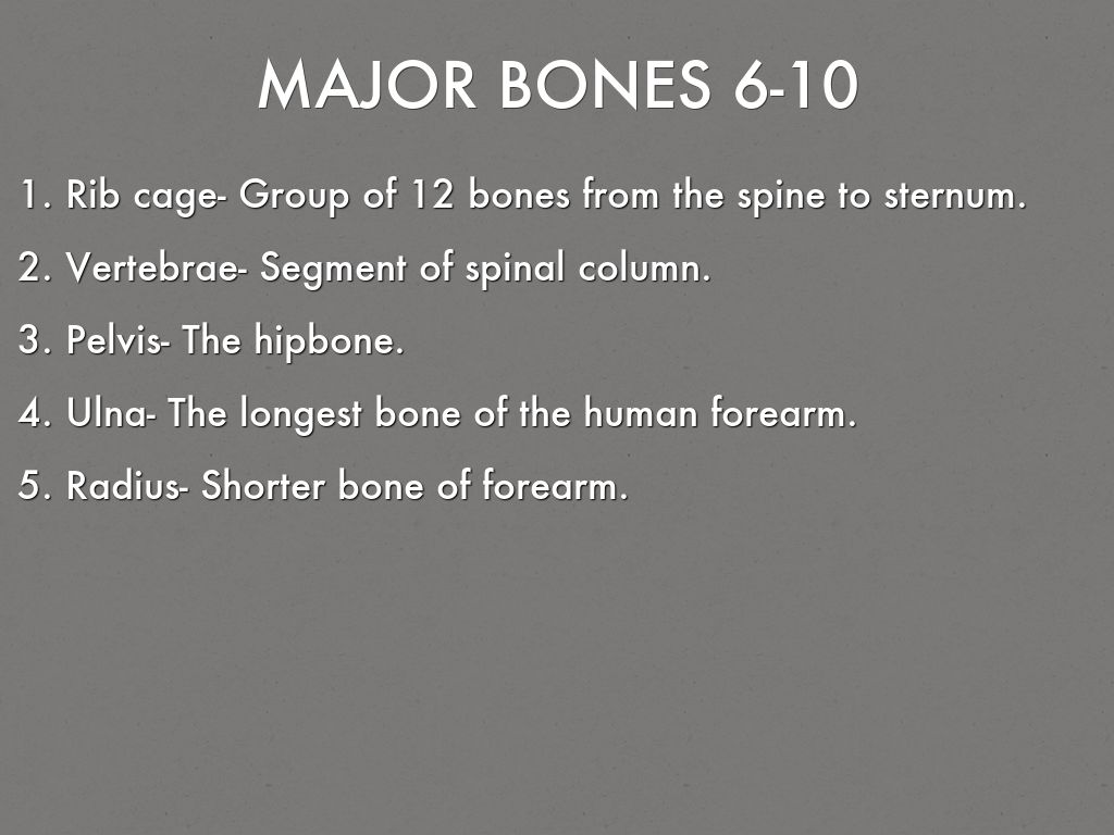 Skeletal System by ge3009