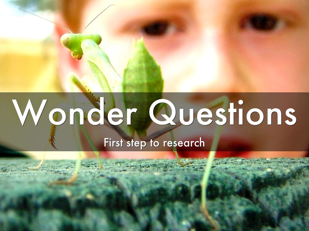 Wonder Questions by jmallis