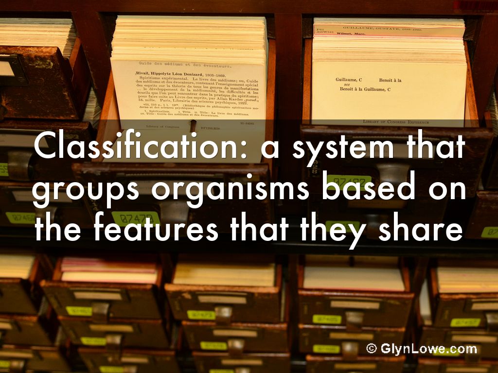 Classification Vocabulary by gabrielle.e.stout