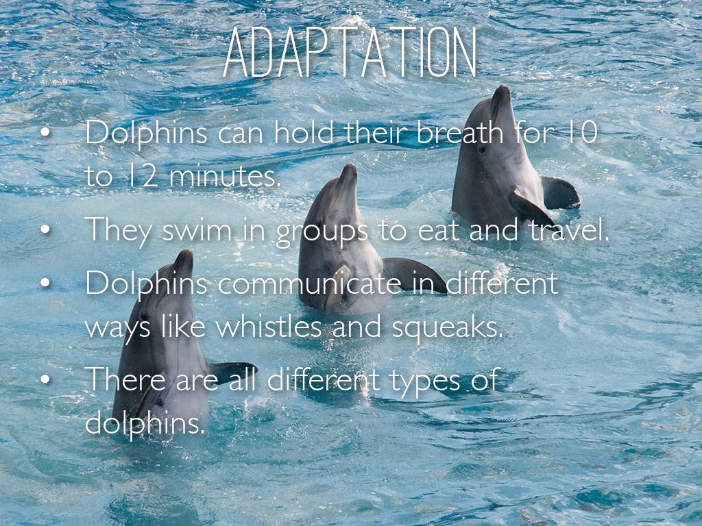 Dolphin by Jamie Branch