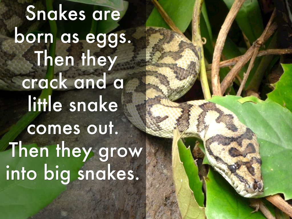 ALL ABOUT SNAKES by Charly Stagg