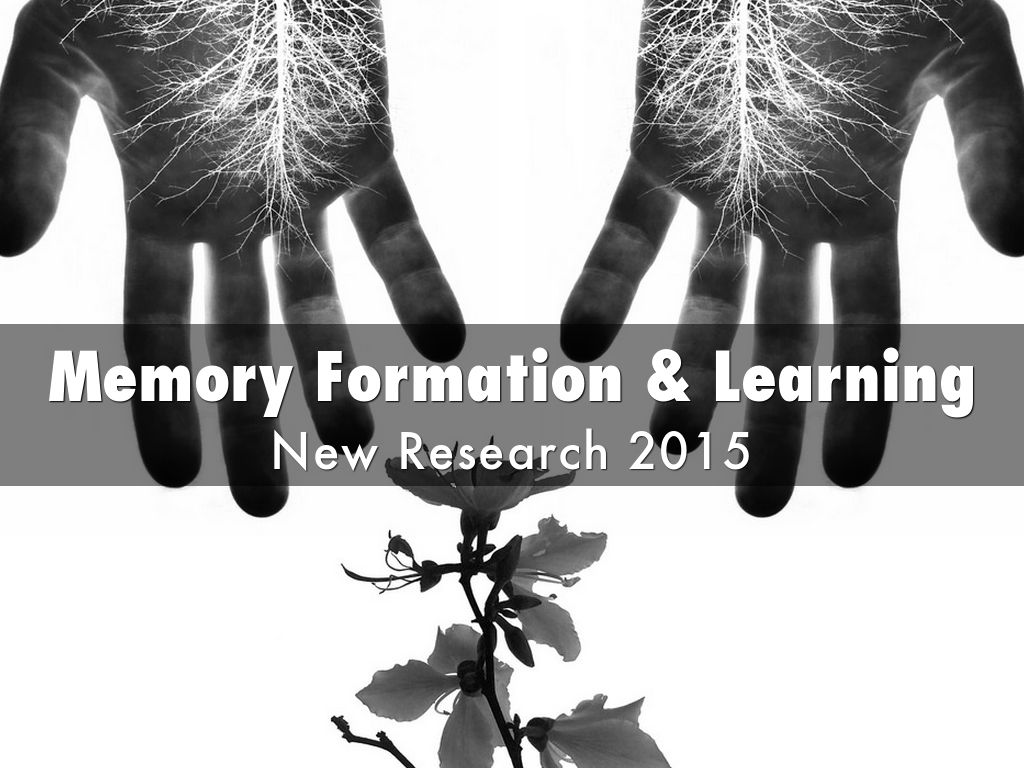 Memory Formation & Learning by Paul Clapton-Caputo