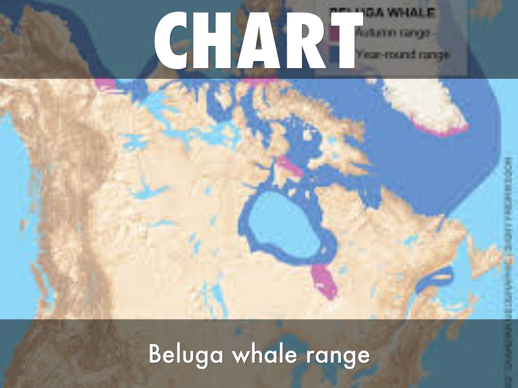 Beluga Whales by Flappy Bird